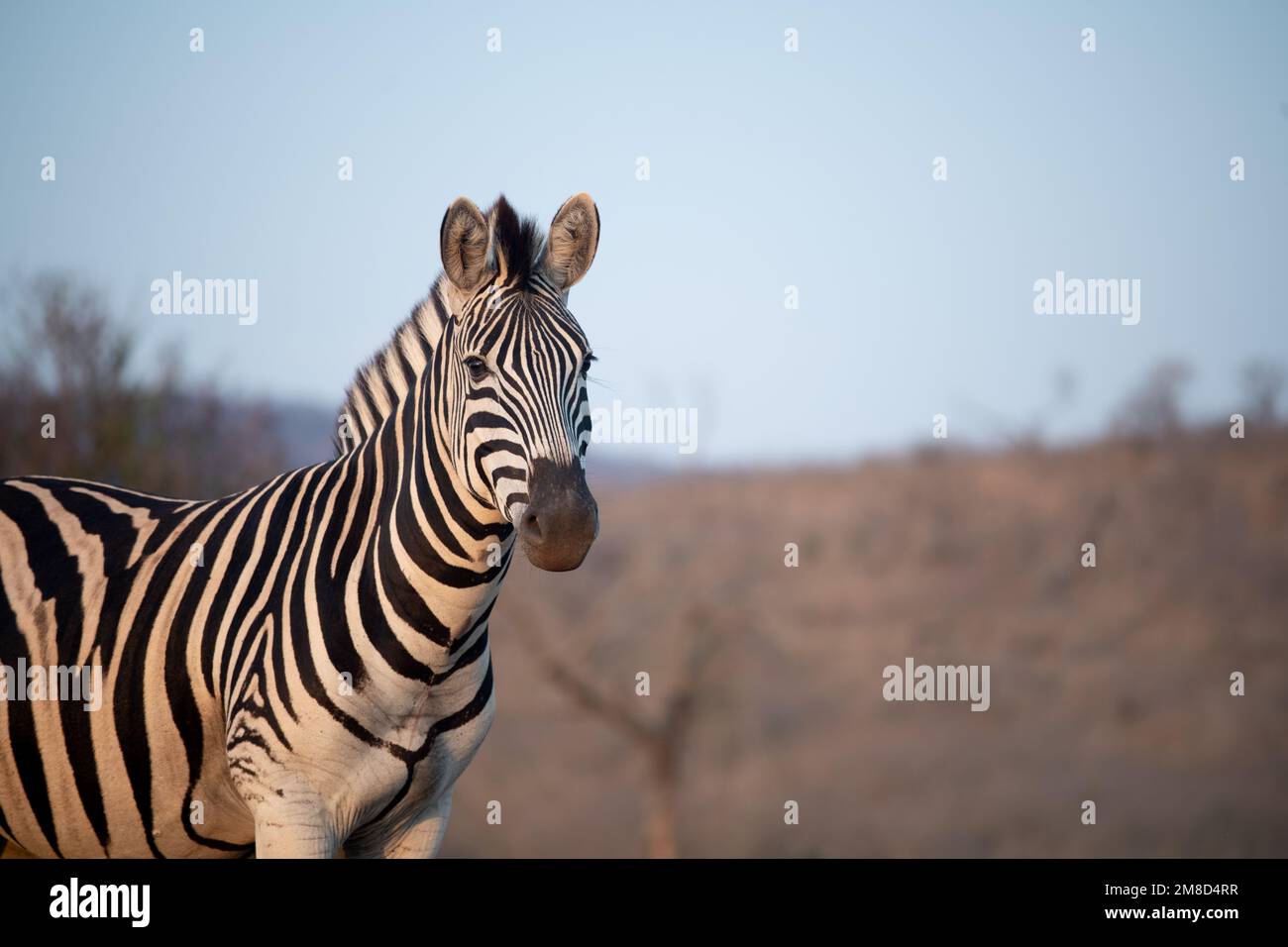 South african wildife hi-res stock photography and images - Alamy