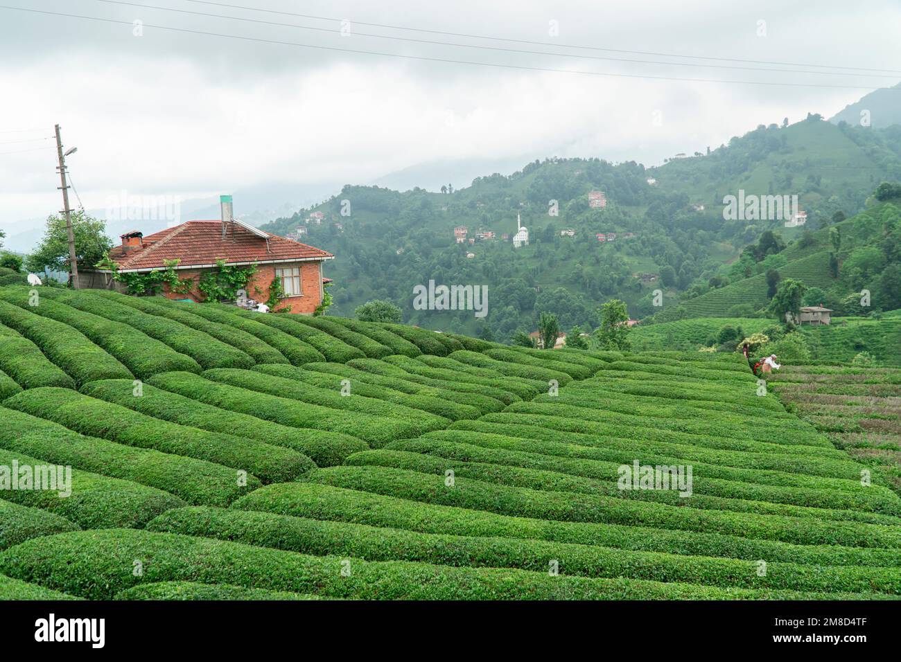 Tea plantations landscape in summer day. Tea garden in Rize province ...