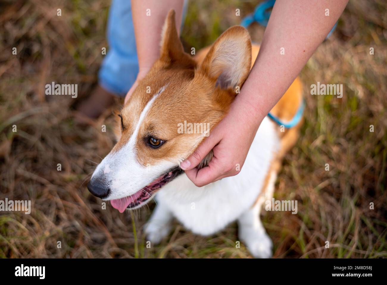 Welsh Corgi dog being petted by owner outside at a park. Red and white ...