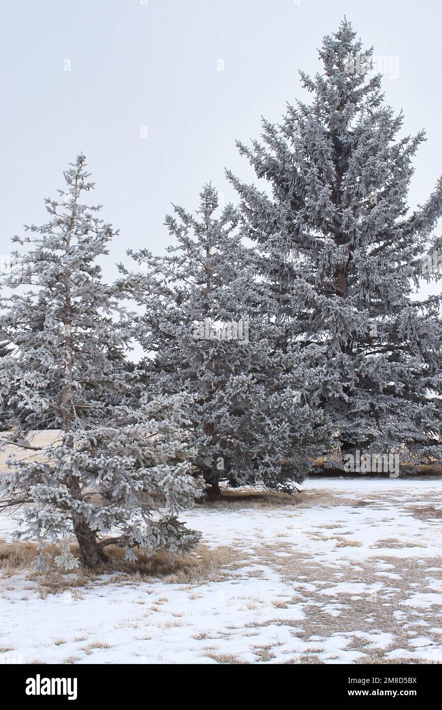 Conifer trees covered in ice and snow on a cold winter day at Dalbey ...