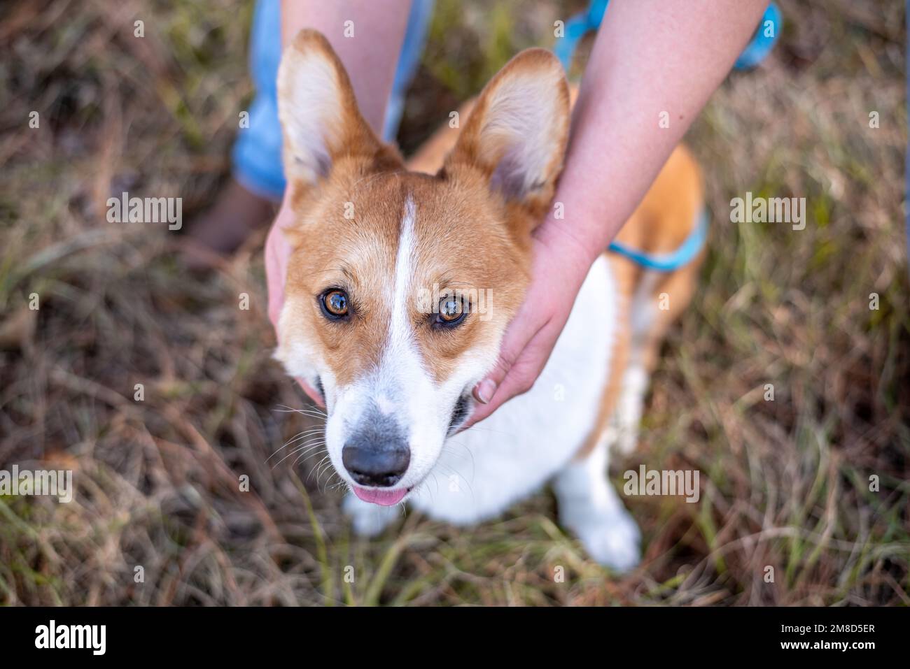 Welsh Corgi dog being petted by owner outside at a park. Red and white ...
