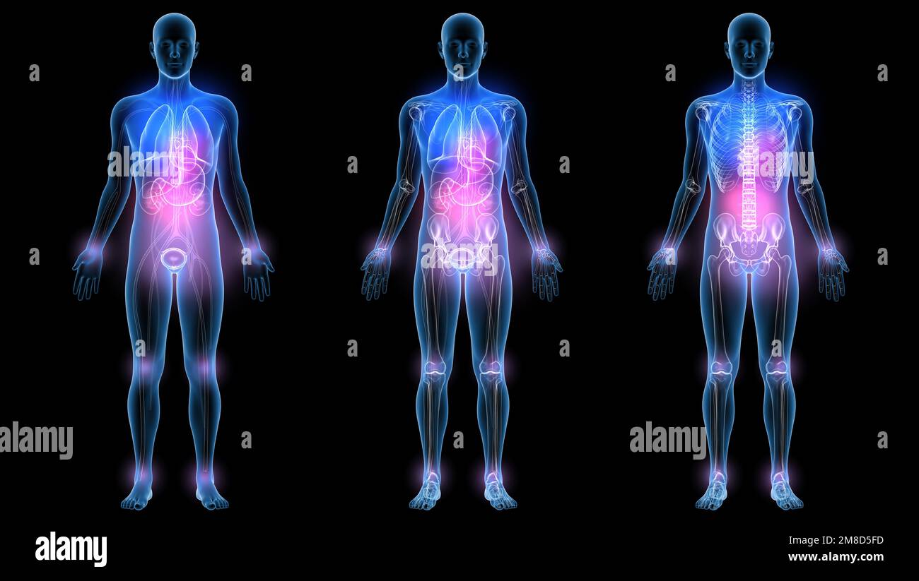 Human anatomy different organs illustration hi-res stock photography ...