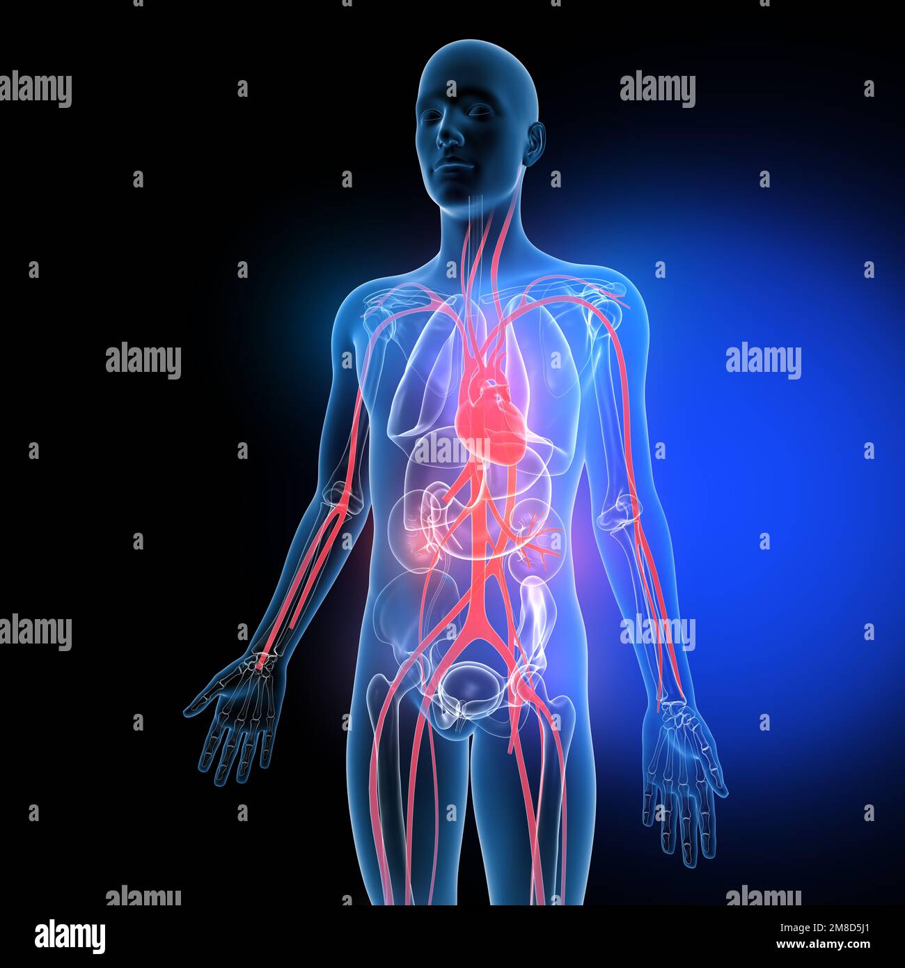 3d illustration of internal organs and bones, made of transparent glass ...