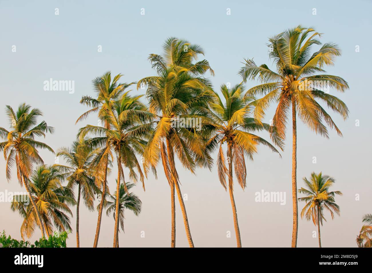 On a beautiful sunny day, a lovely coconut palm tree, backdrop Stock ...