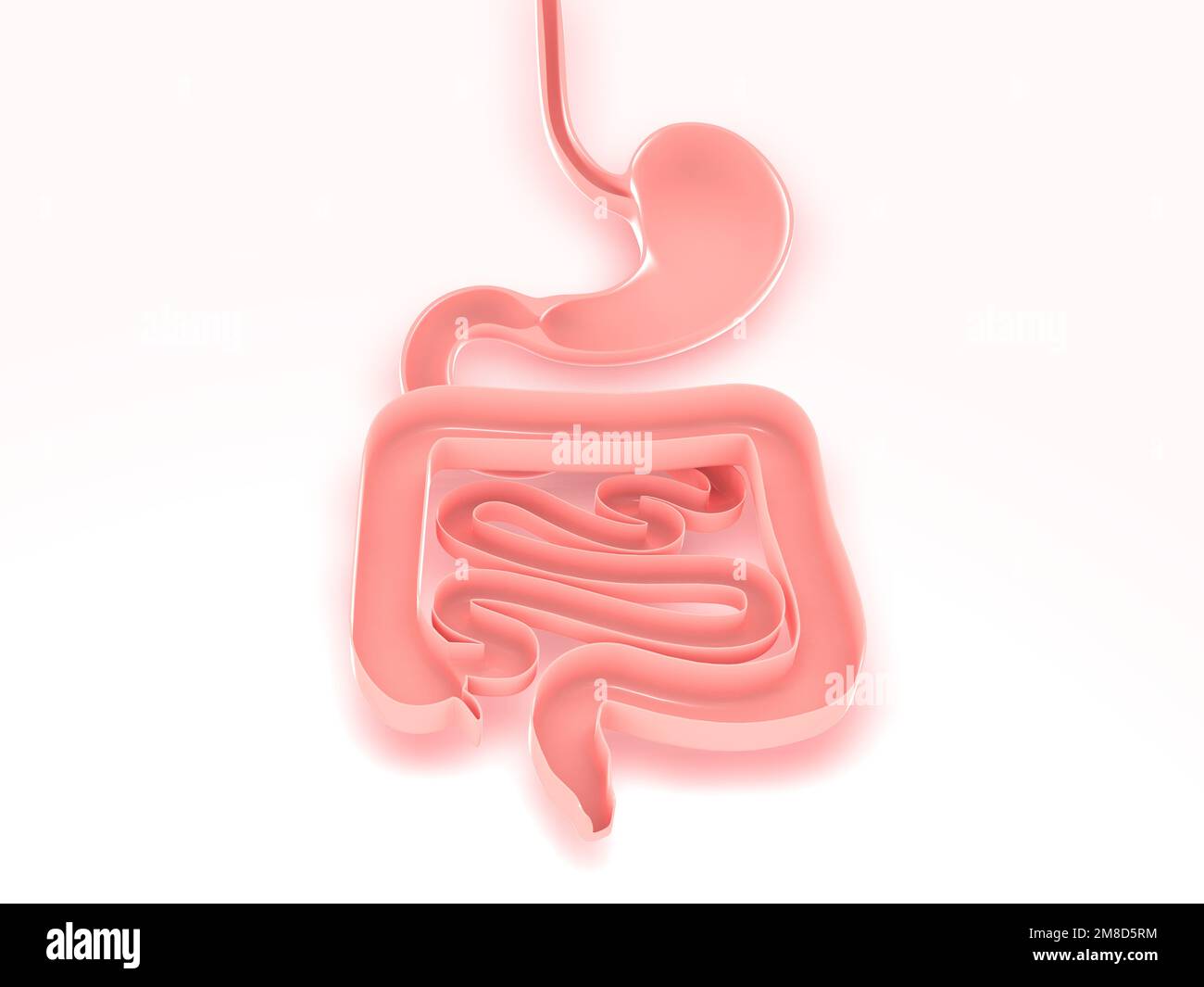 Anatomical 3d illustration of the digestive system, large and small ...