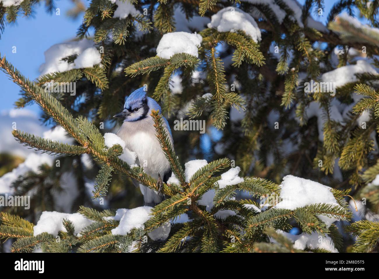 Blue jay in northern Wisconsin Stock Photo - Alamy