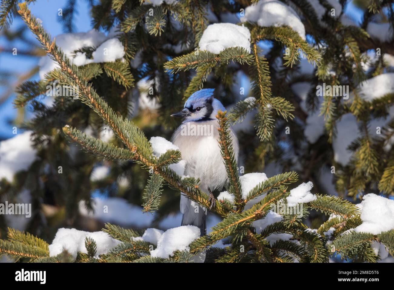 Blue jay in a pine hi-res stock photography and images - Alamy
