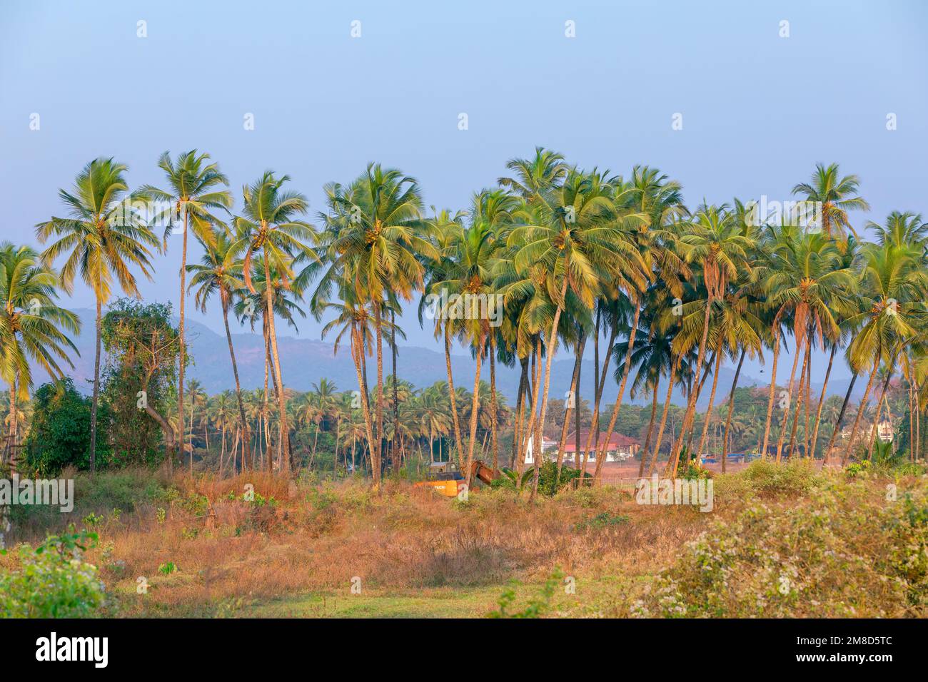 On a beautiful sunny day, a lovely coconut palm tree, backdrop Stock ...