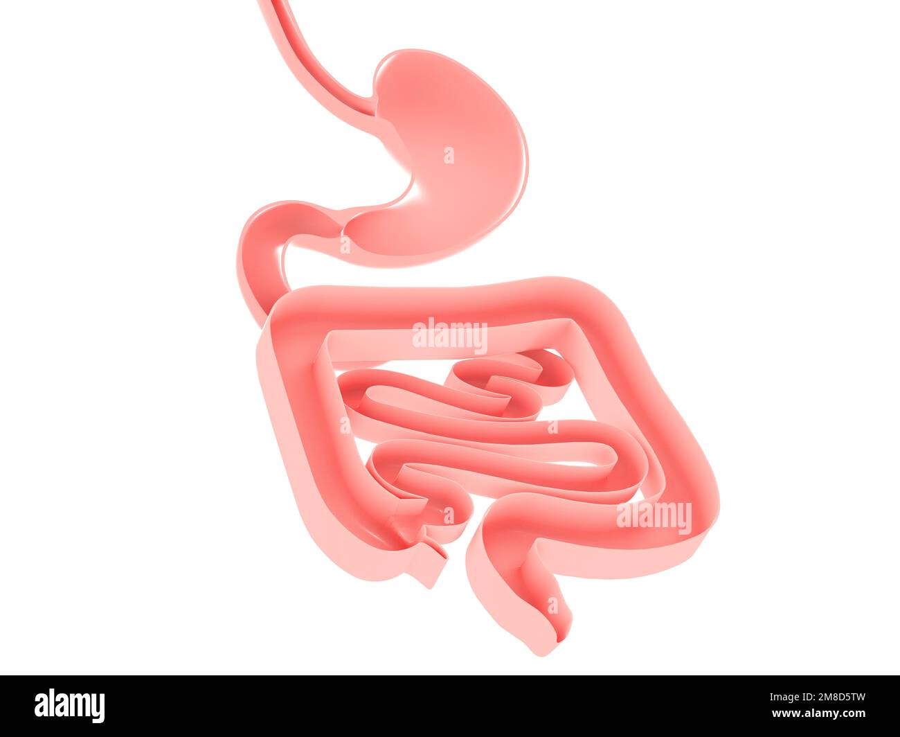 Anatomical 3d illustration of the digestive system, large and small ...