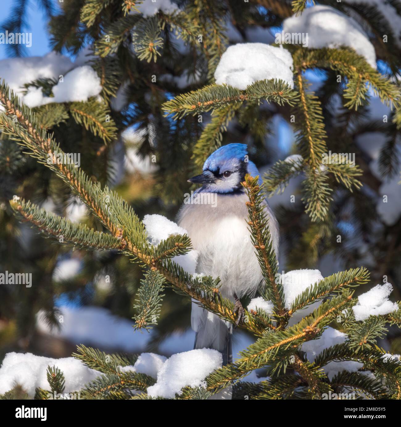 Blue jay in a pine hi-res stock photography and images - Alamy