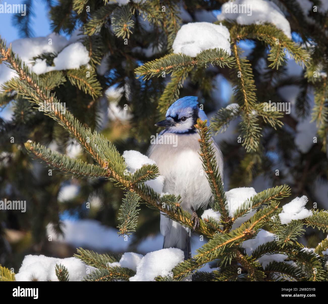 Blue jay in northern Wisconsin Stock Photo - Alamy