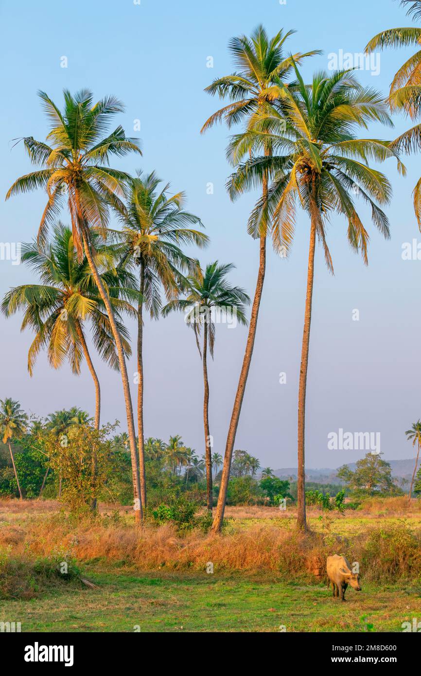 On a beautiful sunny day, a lovely coconut palm tree, backdrop Stock ...