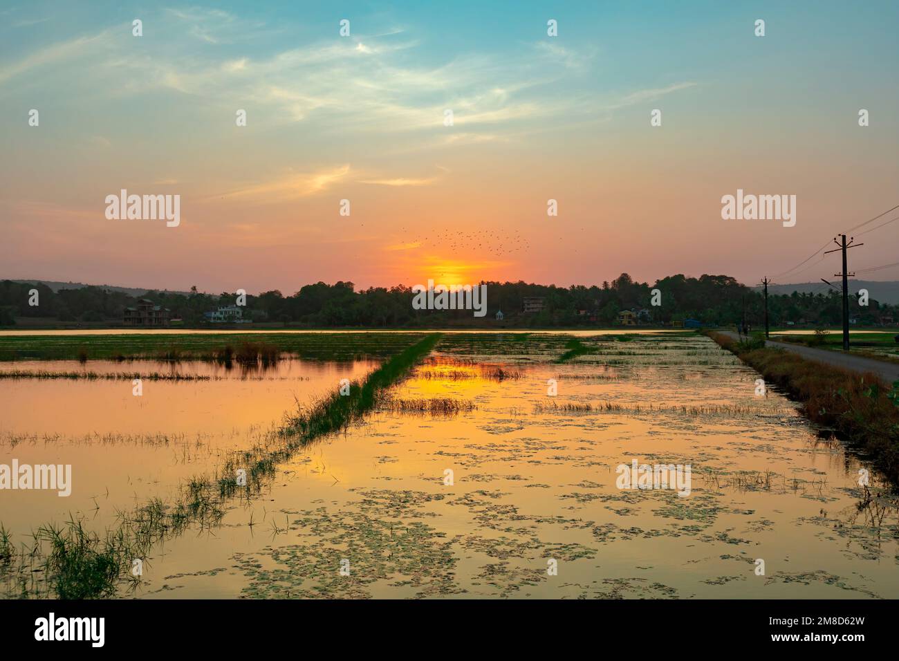 Paddy field goa hi-res stock photography and images - Alamy