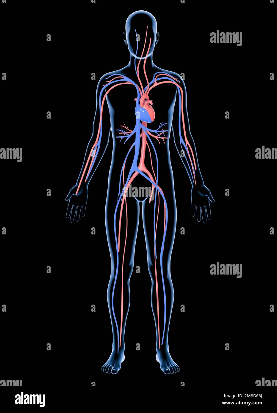 Anatomical 3d illustration of the human circulatory system. Transparent ...