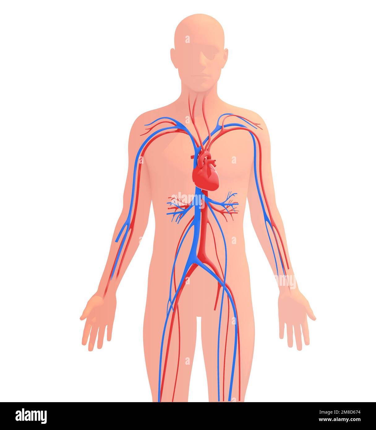 Human Circulatory System Diagram Unlabeled