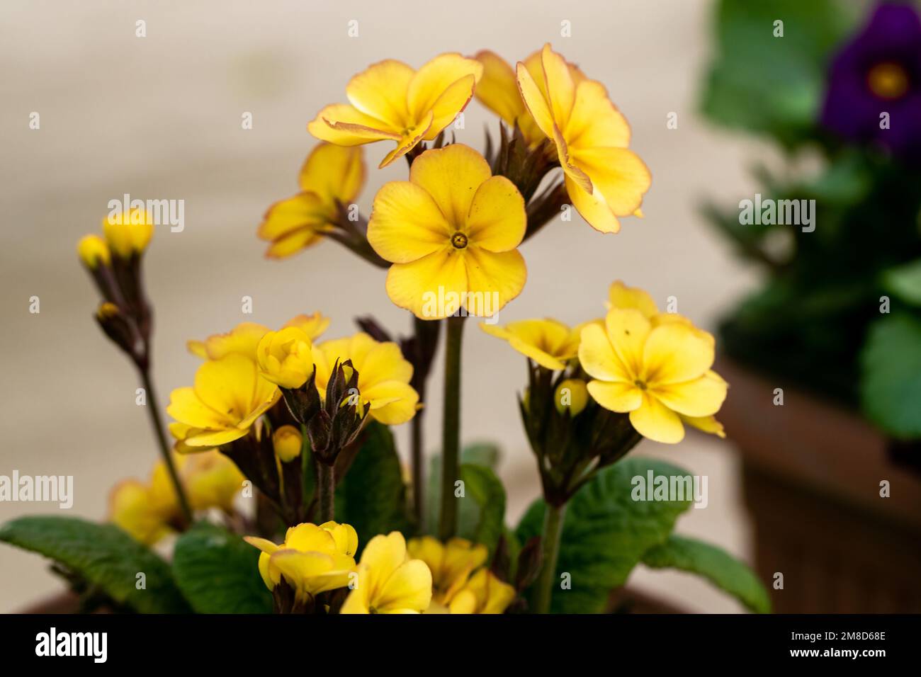 Beautiful primula (primrose) plant with yellow flowers. Spring blossom ...
