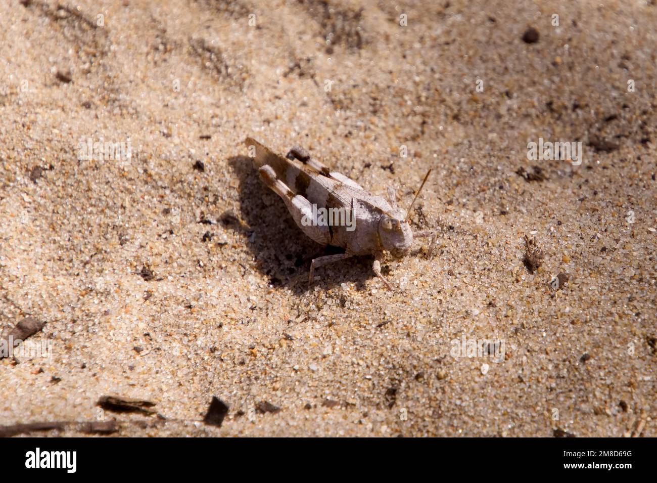 Desert Grasshopper (Calliptamus barbarus) in the sand, Pays-de-Monts ...