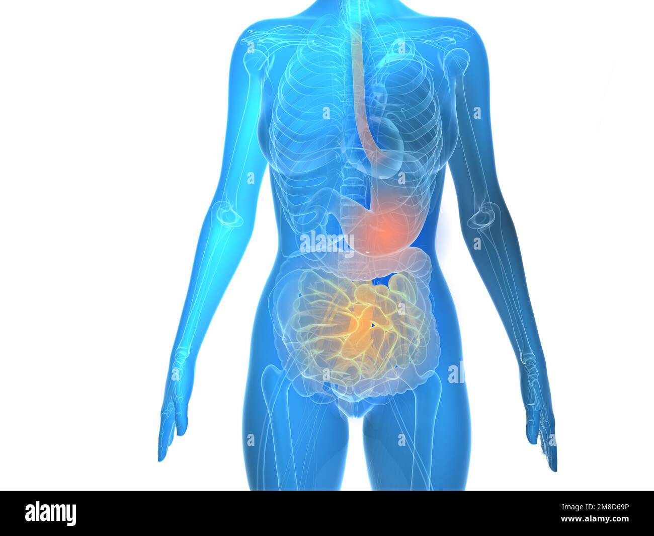 Transparent digestive system hi-res stock photography and images - Alamy