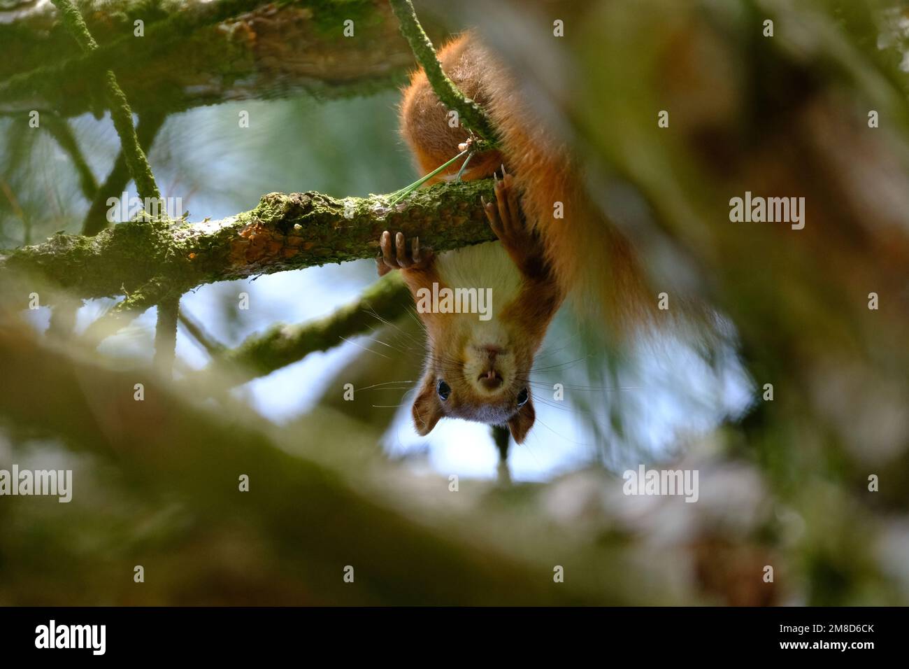 Tier im Baum Stock Photo - Alamy