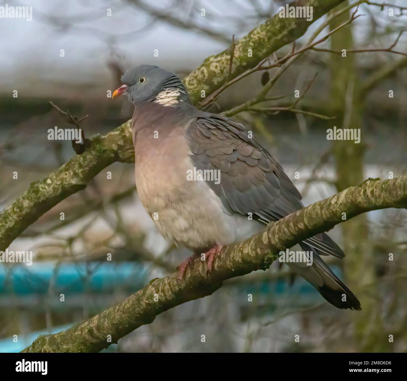 pigeon sat on a tree Stock Photo - Alamy