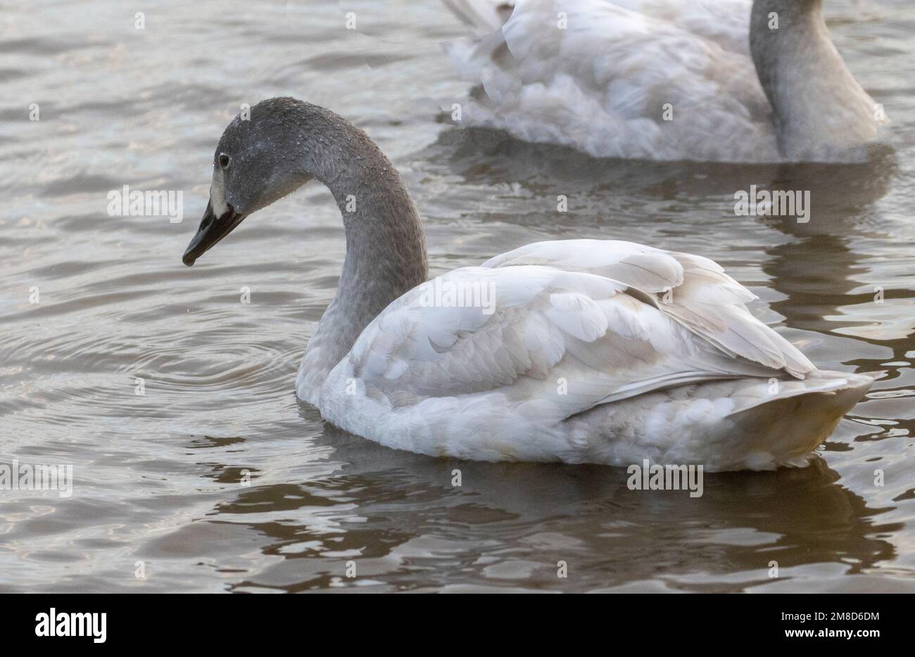 bewick swan (Tundra swan Stock Photo - Alamy