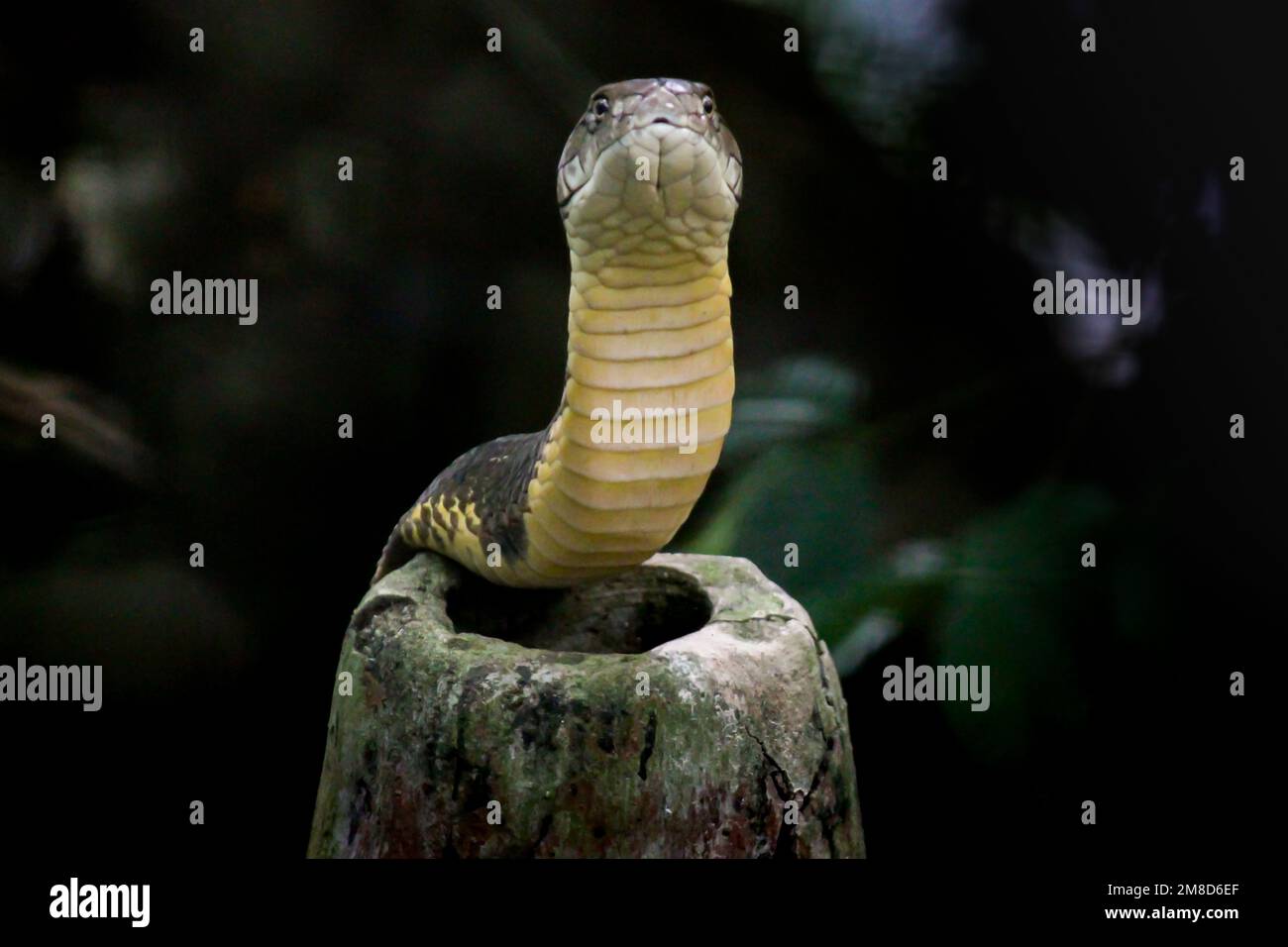 Closeup of deadly venomous King cobra standing in defensive pose on top ...