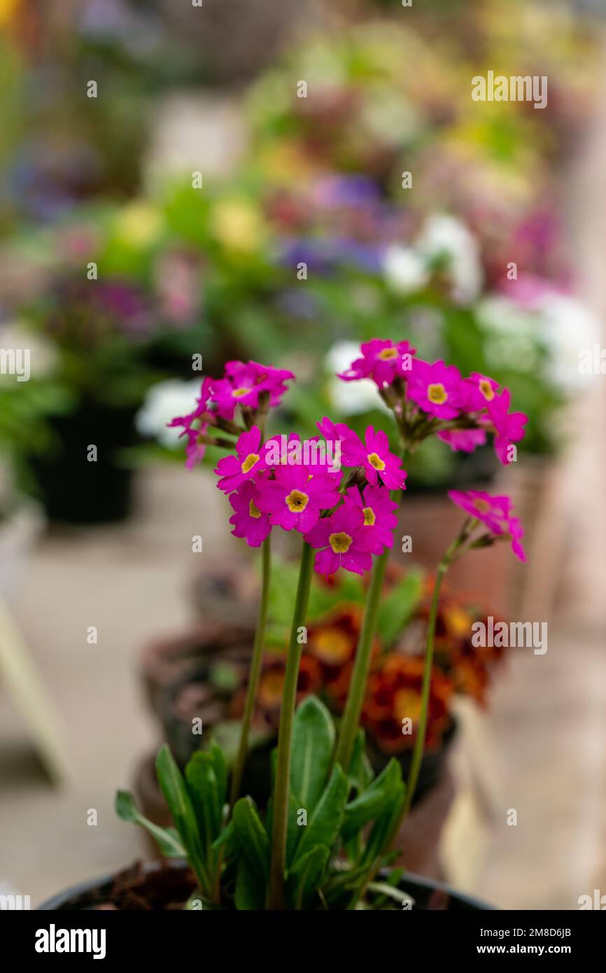 Beautiful purple flowers primrose hi-res stock photography and images ...