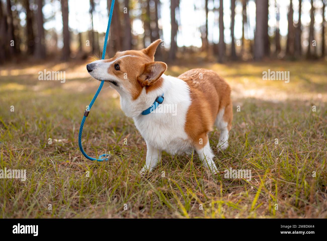 Pulling on leash hi-res stock photography and images - Alamy