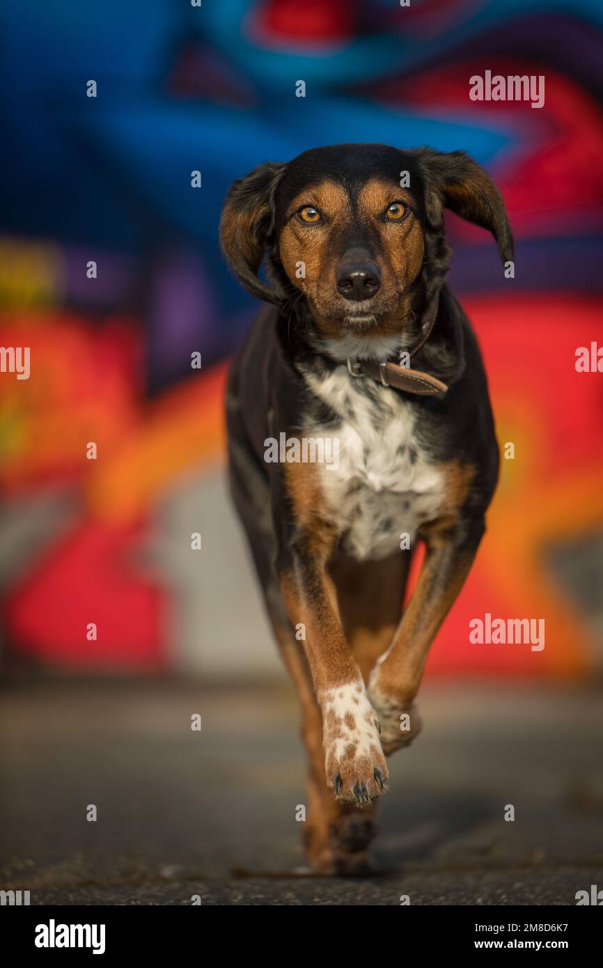 Adult cross breed dog on colorful background running to the camera to ...
