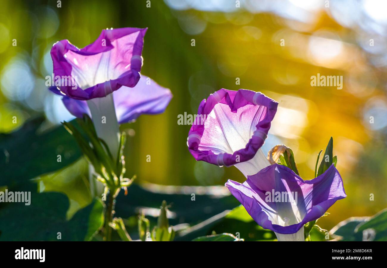 Beautiful Morning Glory plant flower at dawn in forest in Zicatela ...