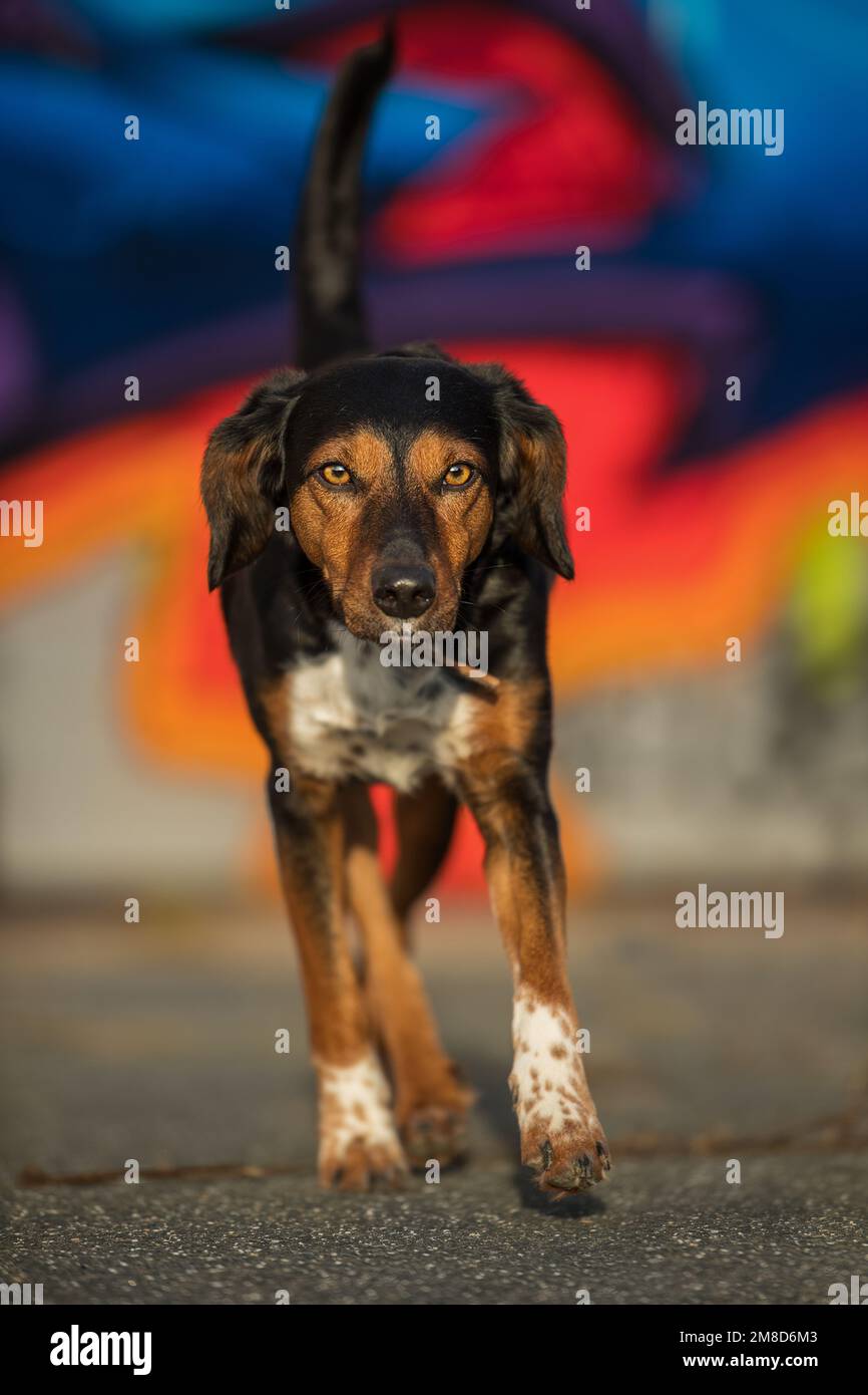Adult cross breed dog on colorful background running to the camera to ...