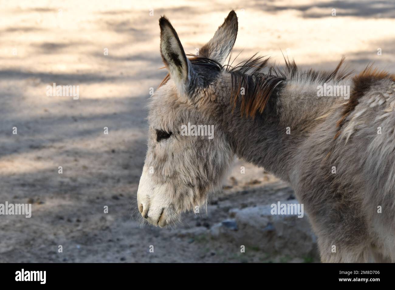 A donkey in the city's zoo Stock Photo - Alamy