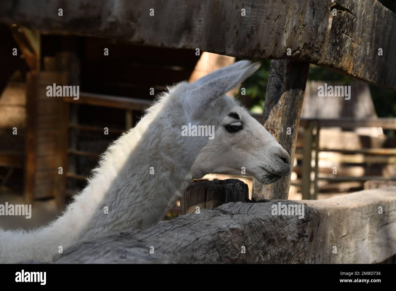 Llama in the zoo Stock Photo - Alamy