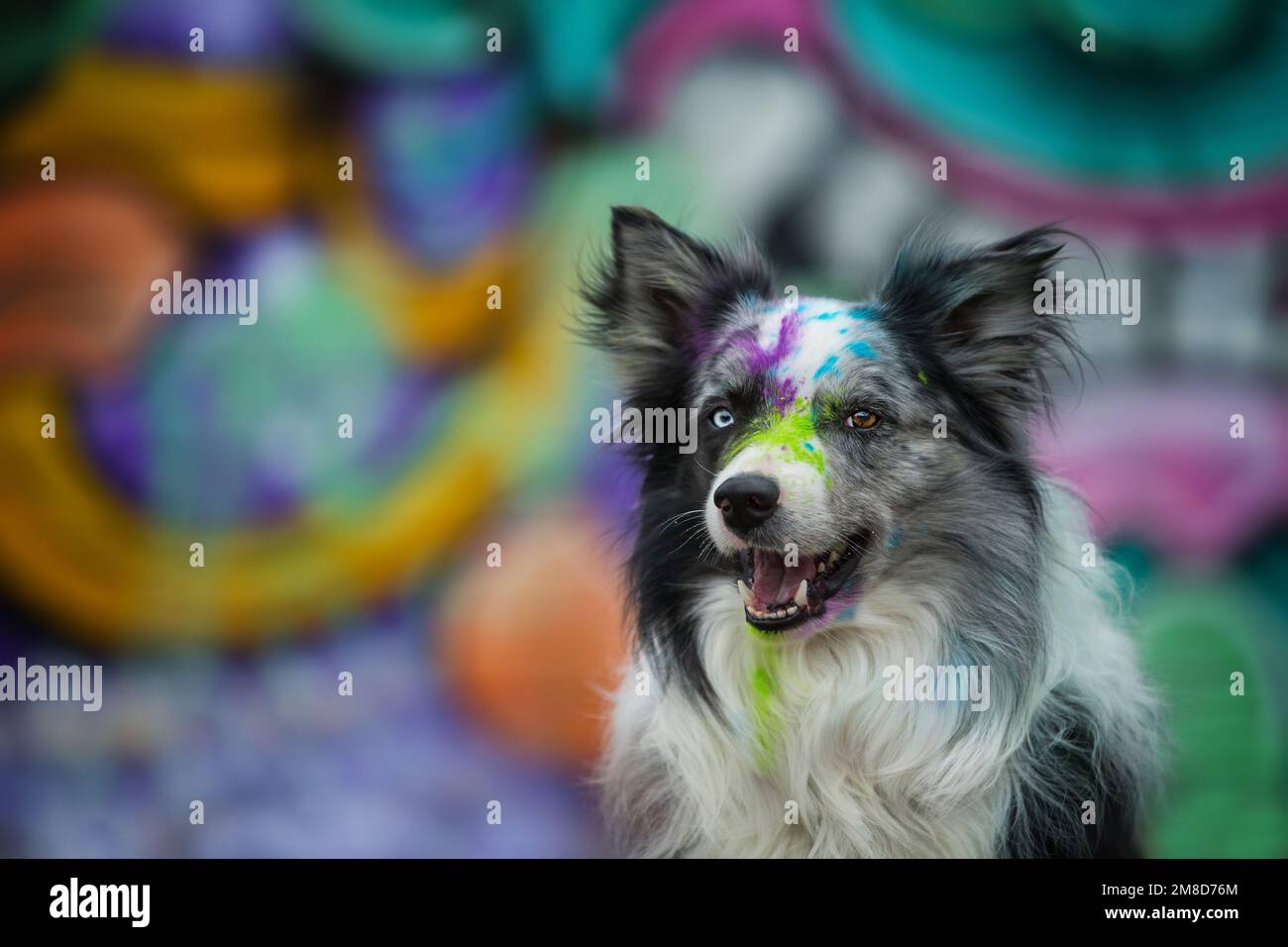 Border collie dog with colorful graffiti background Stock Photo - Alamy