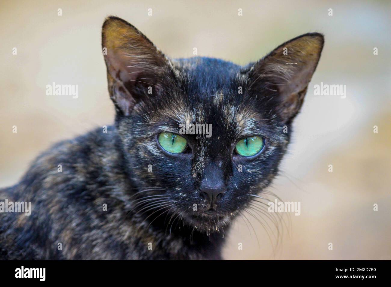 Small cute black wild stray cat with green sharp eyes closeup roaming ...