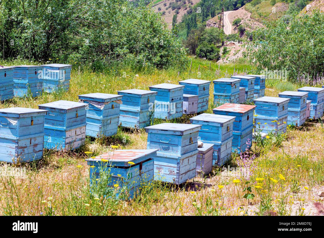 Many blue bee hives in the field on the country farm on the sunny ...