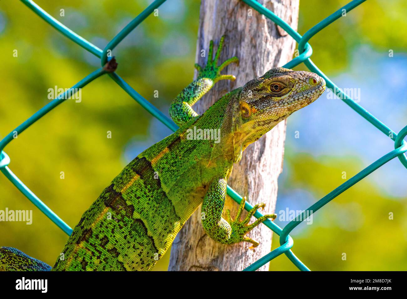 Lizard with half a tail hi-res stock photography and images - Alamy