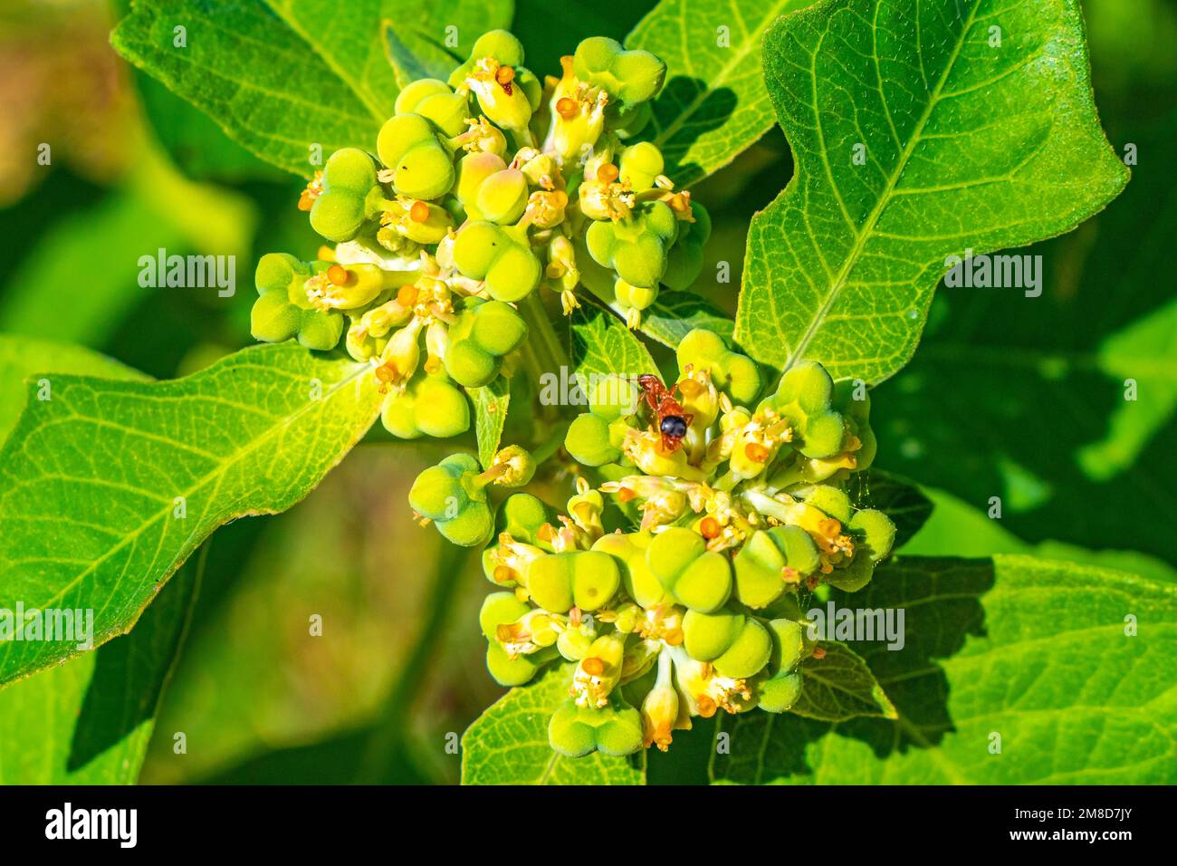 Green Caribbean plants palm trees flowers and trees on the coast in ...