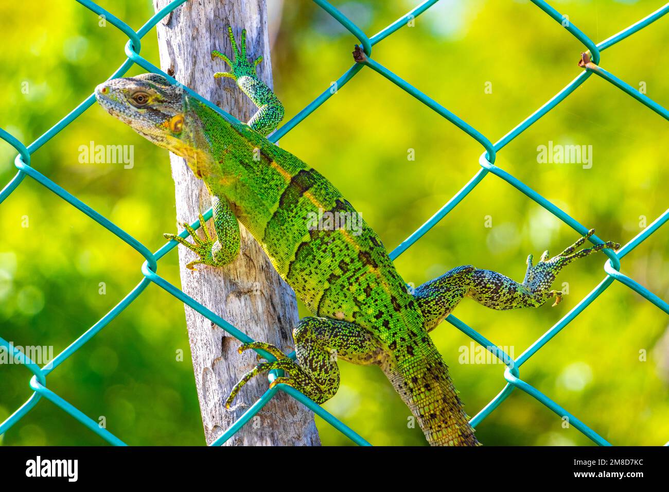 A Caribbean green lizard Lacerta Viridis half green half brown lizards ...