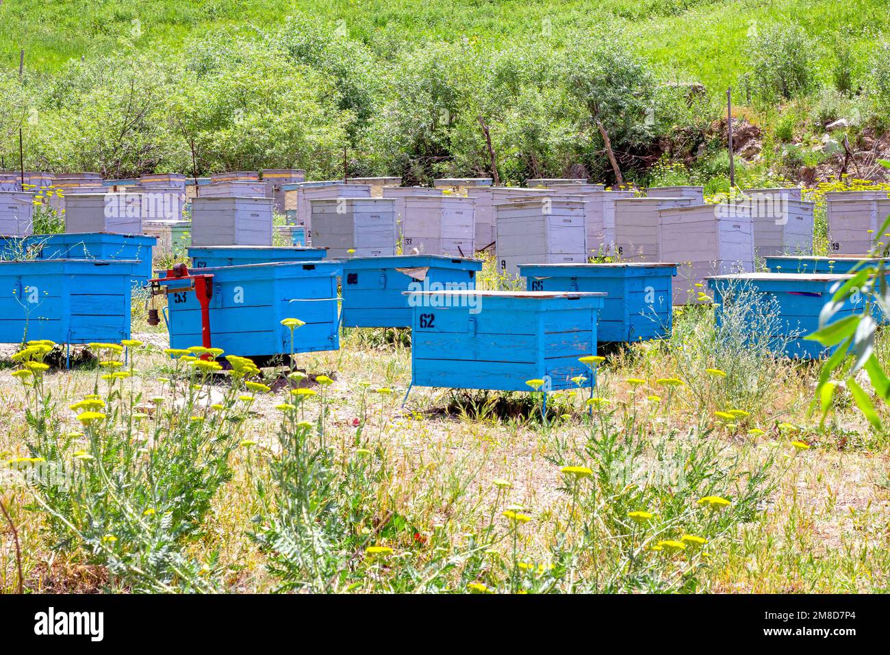 Many blue bee hives in the field on the country farm on the sunny ...