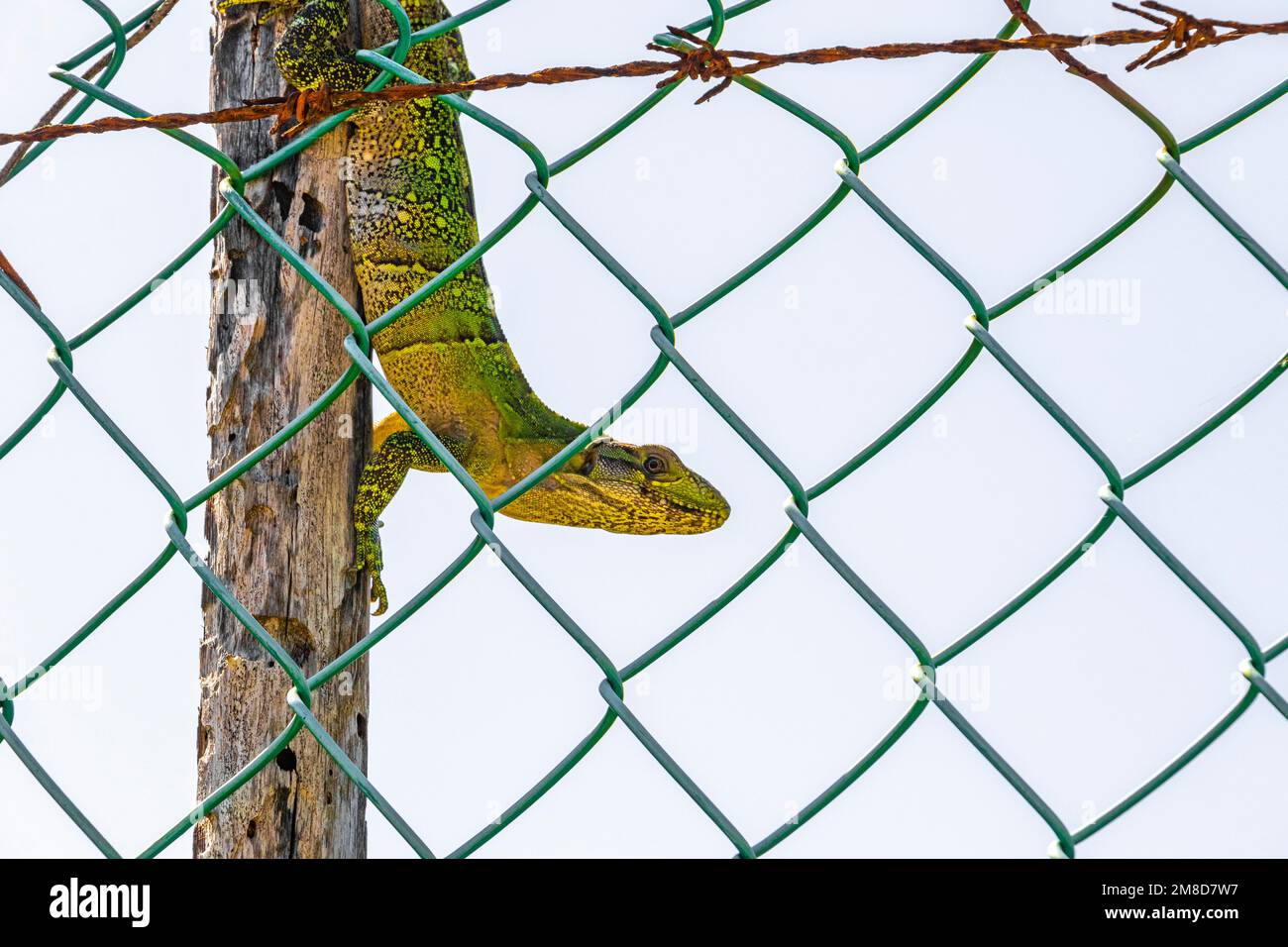 Drop tail lizard hi-res stock photography and images - Alamy