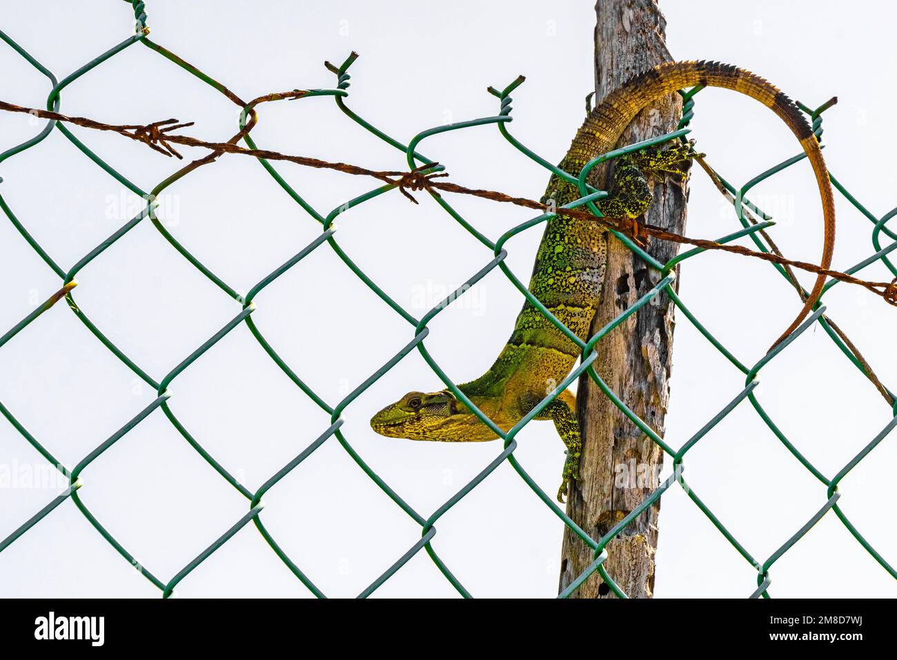 A Caribbean green lizard Lacerta Viridis half green half brown lizards ...