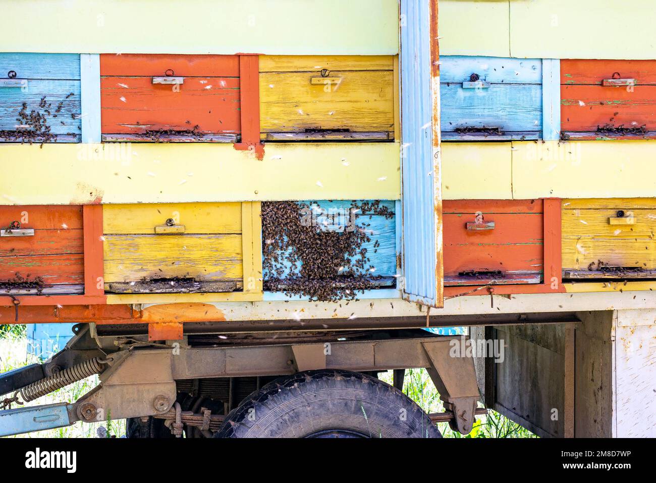 Many bee hives in the car truck (beekeeping wagon) on the country farm ...