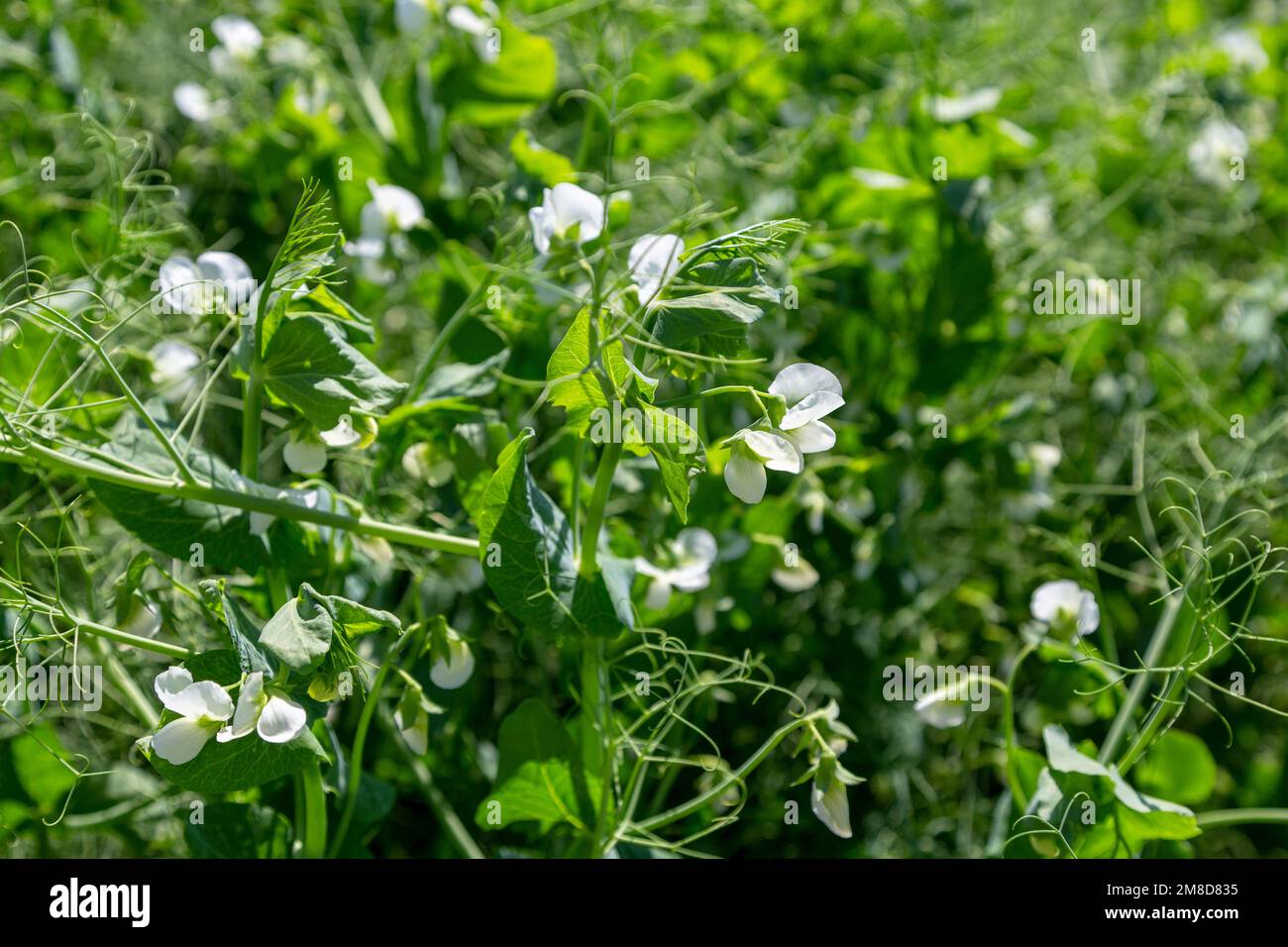 pea plants during flowering with white petals, an agricultural field ...