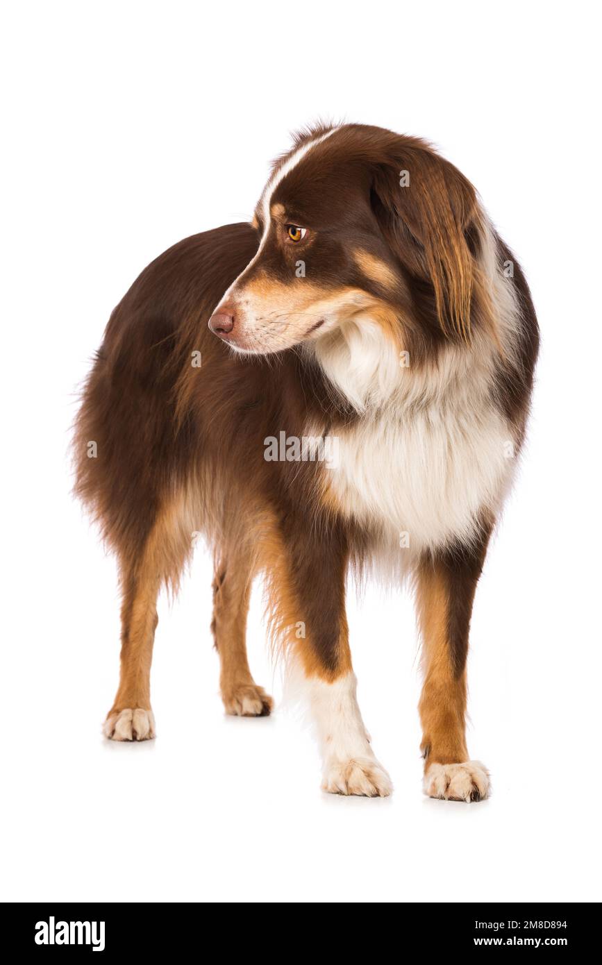 Australian shepherd dog standing isolated on white background and ...
