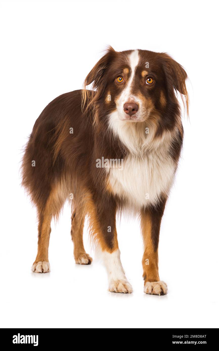 Australian shepherd dog standing isolated on white background and ...