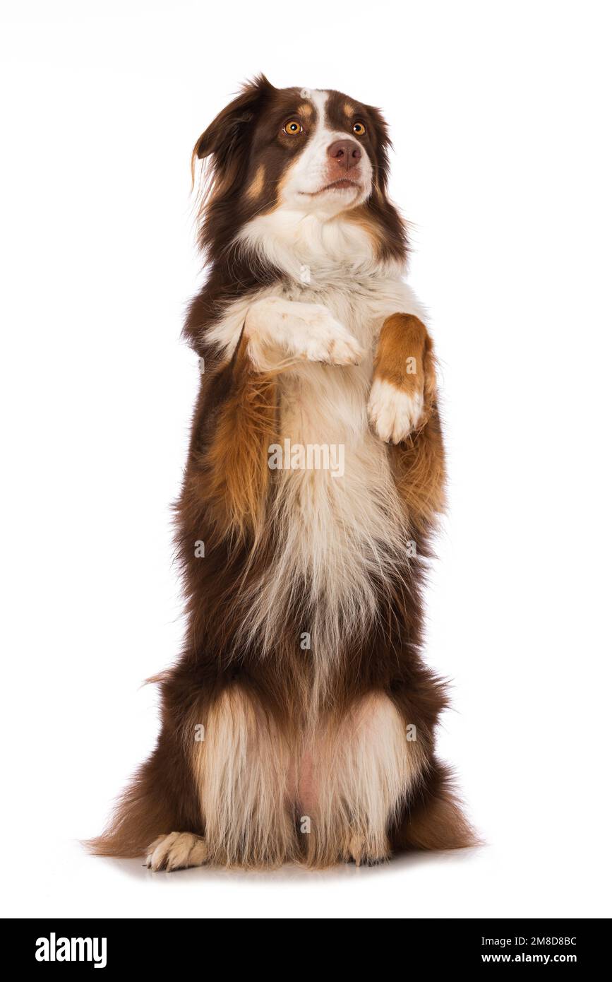 Dog sitting on hind Cut Out Stock Images & Pictures - Alamy