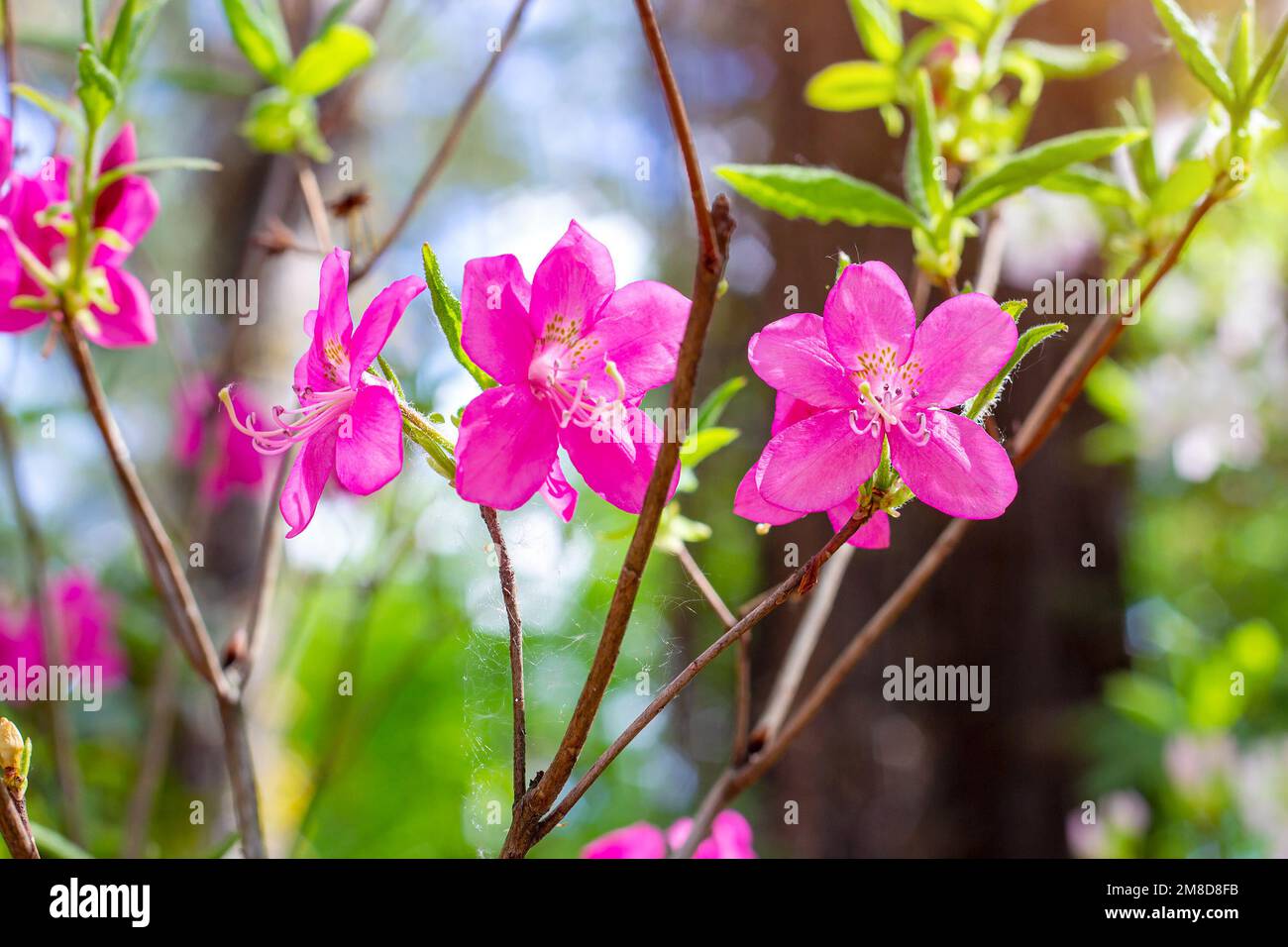 Bright pink Rhododendron Albrechtii Maxim flowers with leaves in the ...