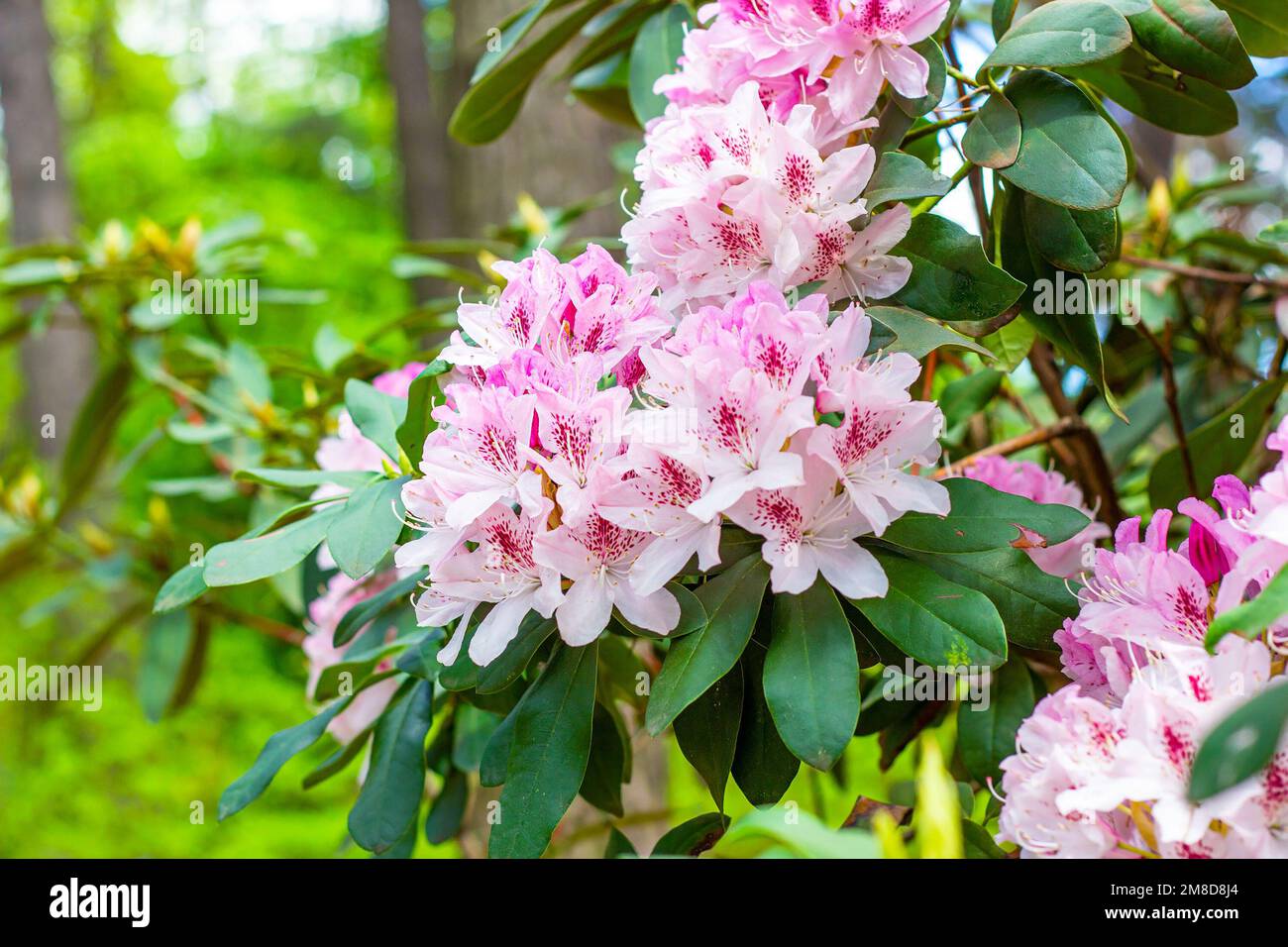 Bright pink Rhododendron hybridum Cheer flowers with leaves in the ...