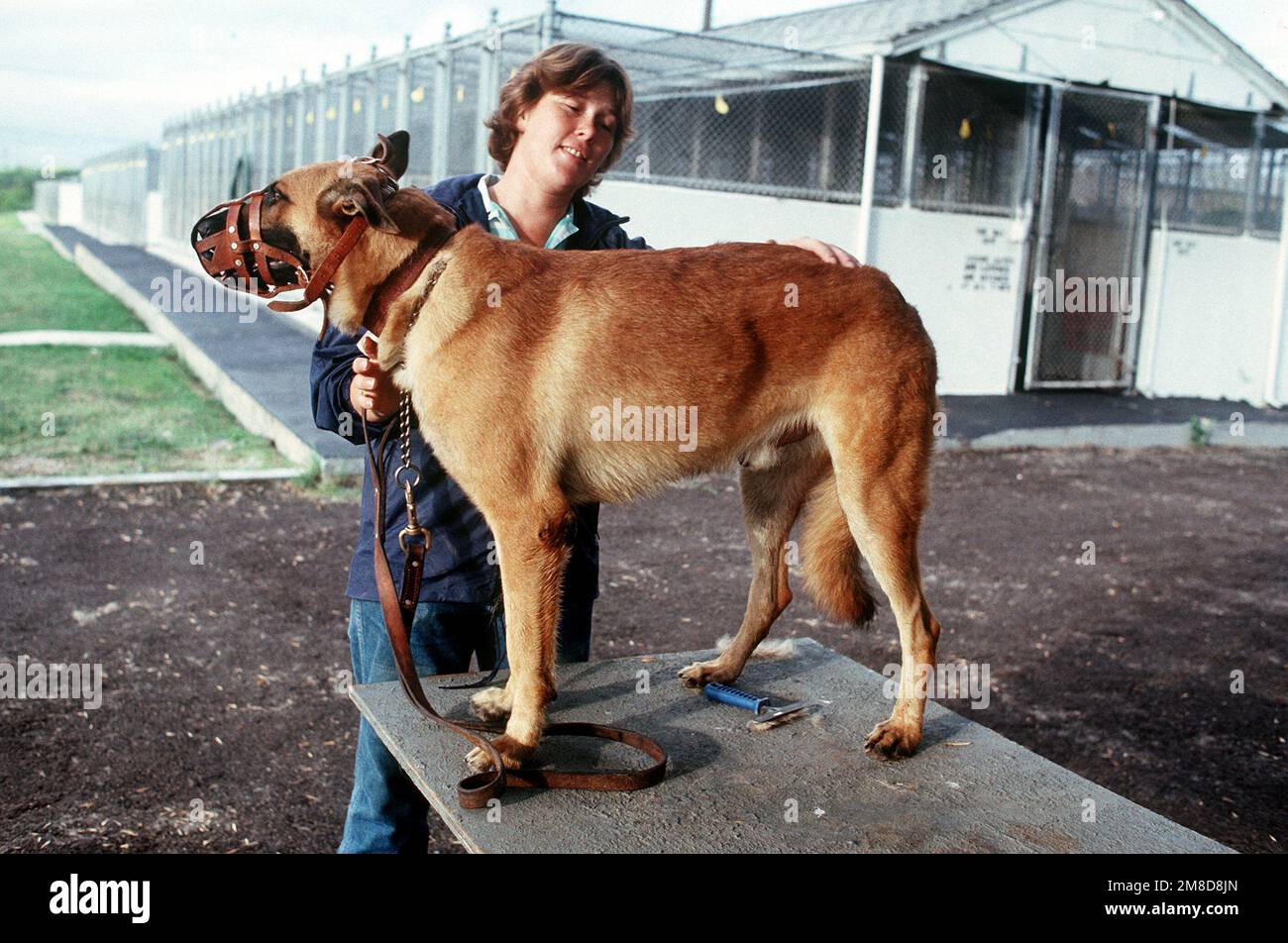 Department of defense military working dog center hi-res stock ...